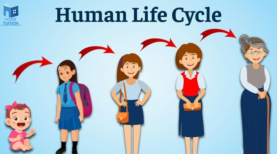 Human Life Cycle: Introduction, 7 stages of human life cycle, Diagram | HT